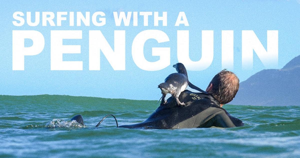 Surfing with a Penguin | Surf's Up for Real | Around the Waves